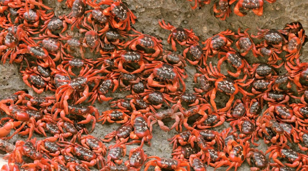Red Crab Migration in Christmas Island