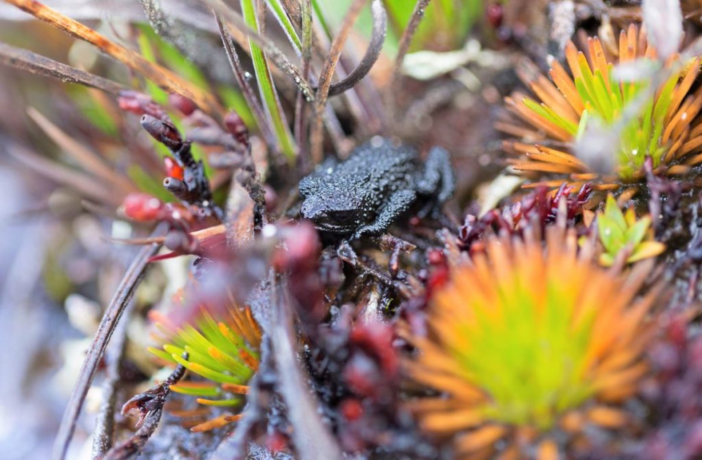 Otherworldly Landscapes On Top Of Mount Roraima, South America