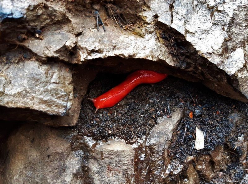 Triboniophorus aff. graeffei: The Giant Pink Slugs of Mount Kaputar ...