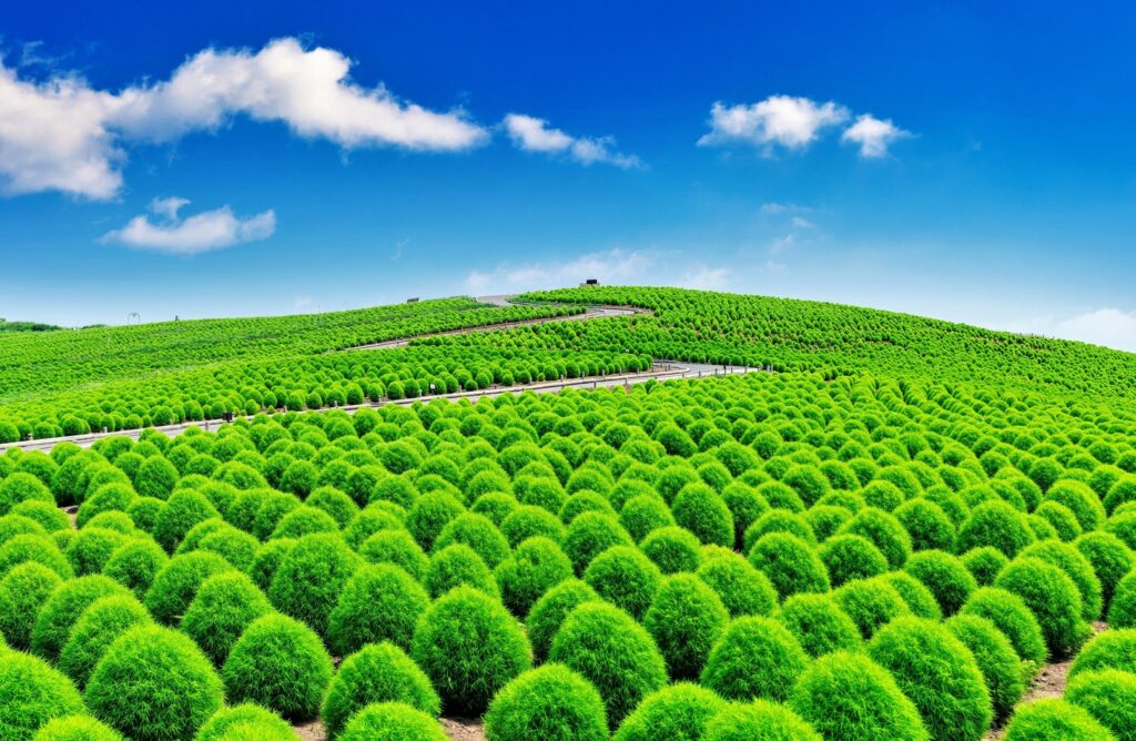 The Otherworldly Flowers of Hitachi Seaside Park in Japan