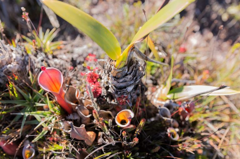 Otherworldly Landscapes On Top Of Mount Roraima, South America