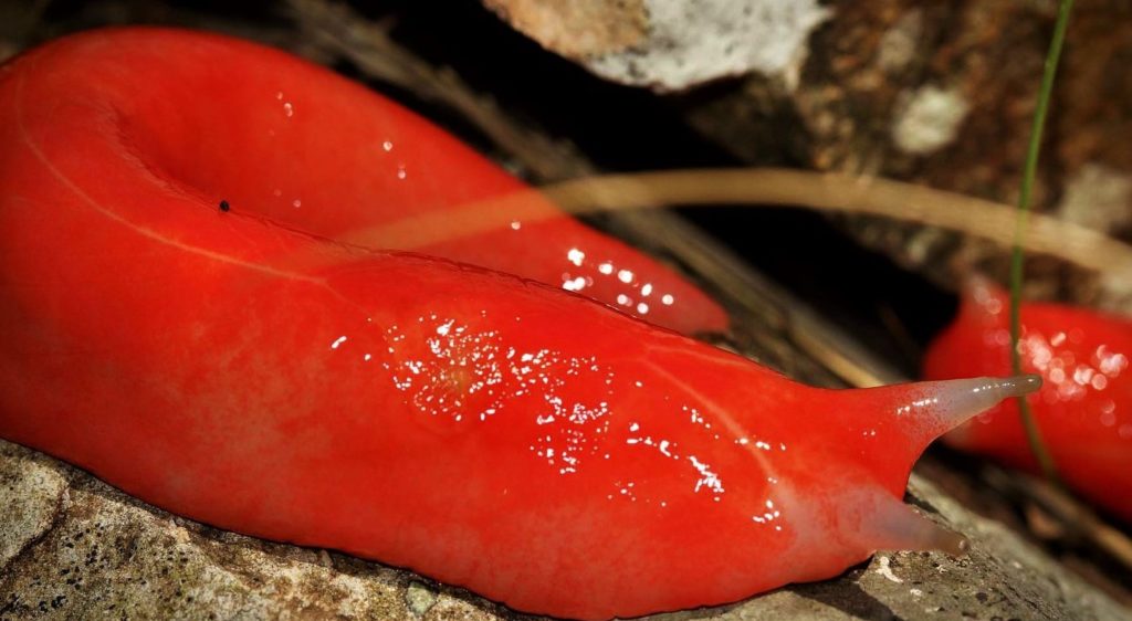 Triboniophorus aff. graeffei: The Giant Pink Slugs of Mount Kaputar ...