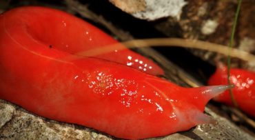 Triboniophorus aff. graeffei: The Giant Pink Slugs of Mount Kaputar ...