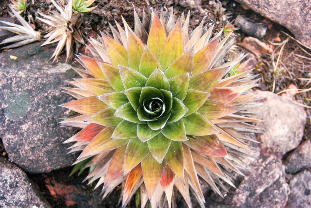Otherworldly Landscapes On Top Of Mount Roraima, South America