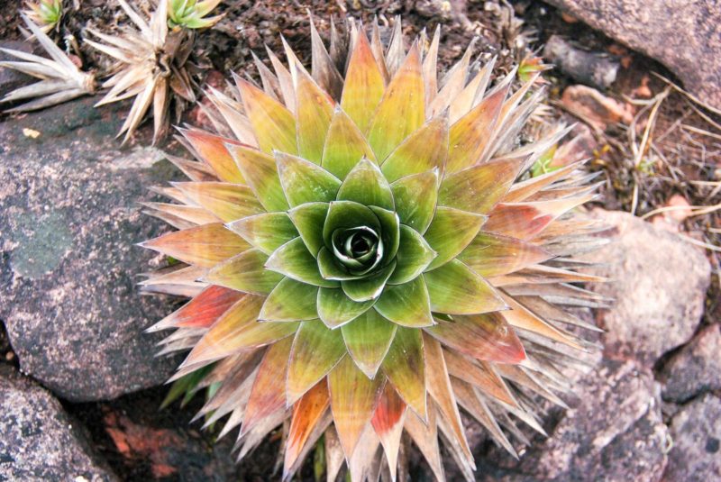 Otherworldly Landscapes On Top Of Mount Roraima, South America