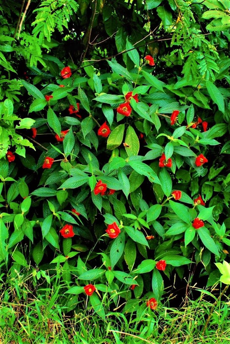 Psychotria Elata aka Hooker’s Lips: Latin America’s Kissable Flower