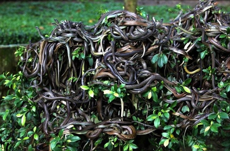 Deadly Brazil’s Snake Island: Ilha de Queimada Grande