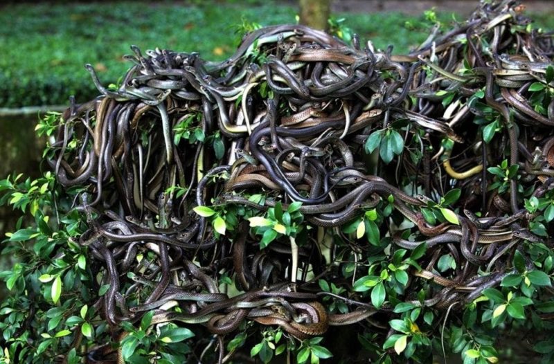 Deadly Brazil’s Snake Island: Ilha de Queimada Grande