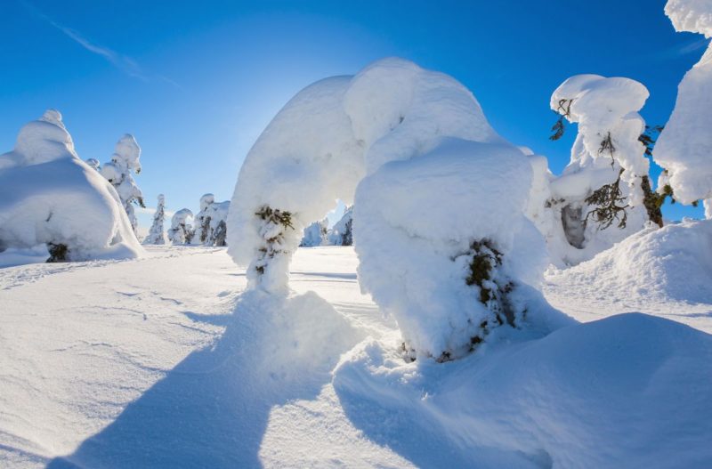 Explore the Hauntingly Beautiful Frozen Forests of Finland