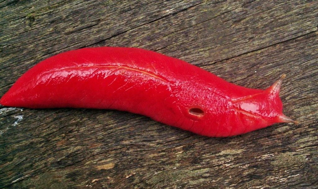 Triboniophorus aff. graeffei: The Giant Pink Slugs of Mount Kaputar ...